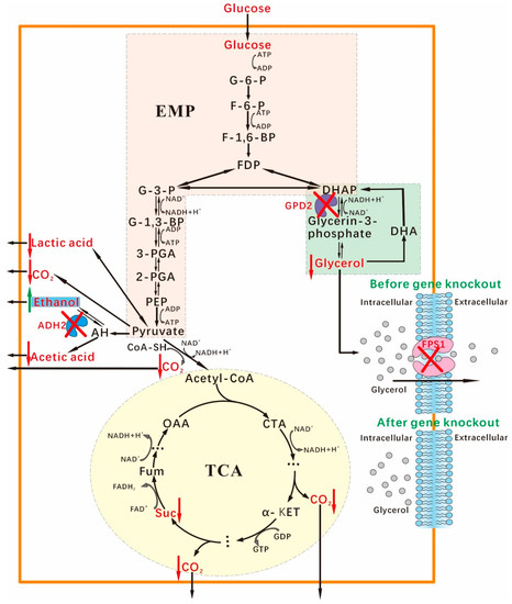 CRISPR-Cas9 Approach Constructed Engineered Saccharomyces cerevisiae ...