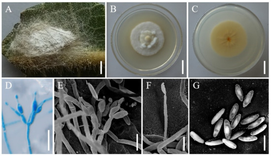 Morphological and Phylogenetic Characterization Reveals Five New Species of Samsoniella ...