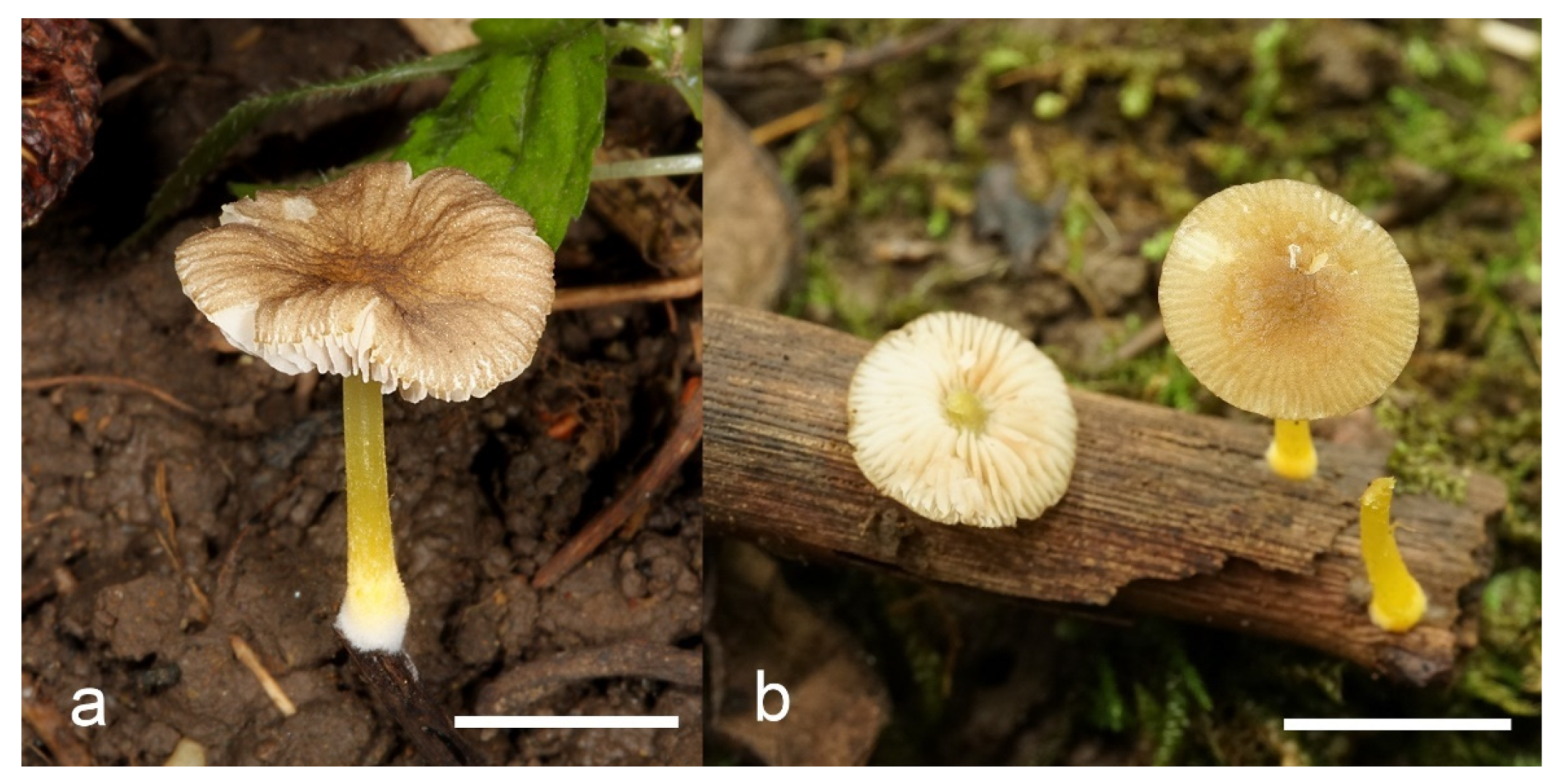 Holarctic Species in the Pluteus romellii Clade. Five New Species ...