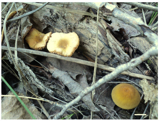 Holarctic Species in the Pluteus romellii Clade. Five New Species ...