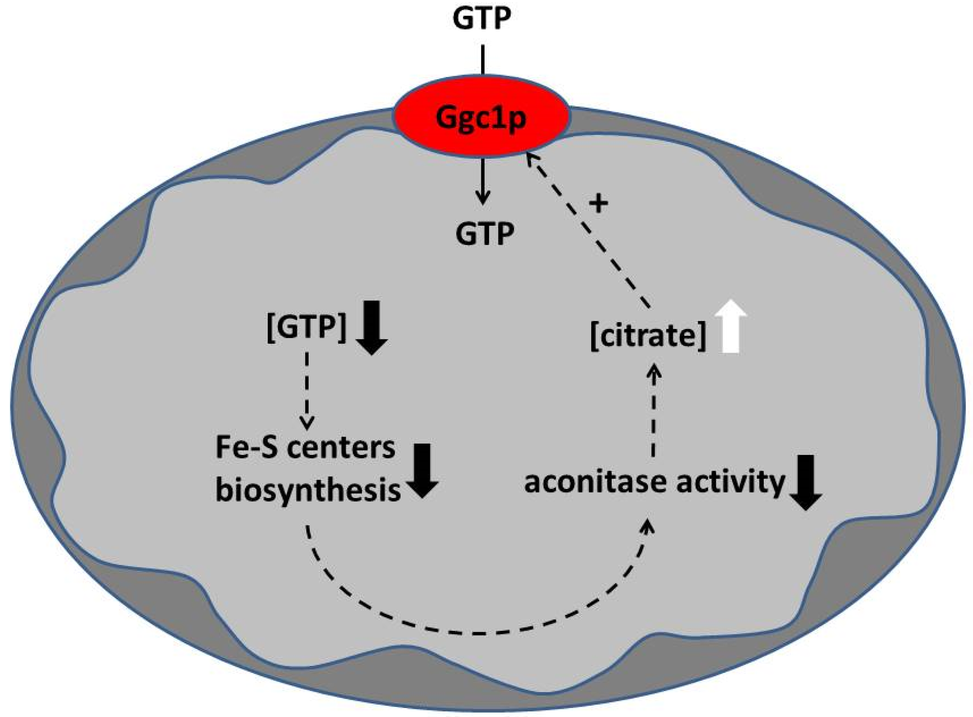 Citrate Regulates the Saccharomyces cerevisiae Mitochondrial GDP/GTP ...