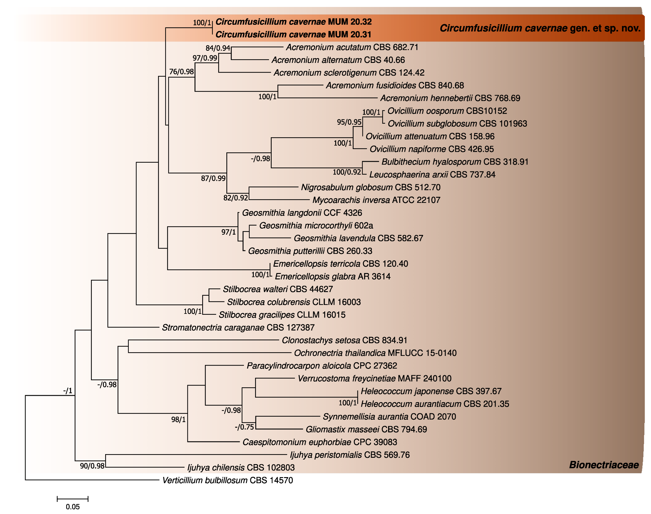 Circumfusicillium cavernae gen. et sp. nov. (Bionectriaceae ...
