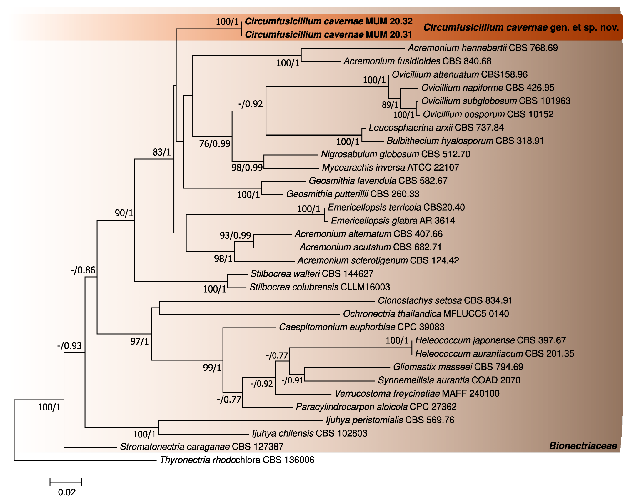 Circumfusicillium cavernae gen. et sp. nov. (Bionectriaceae ...