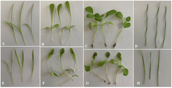 The Characterization and the Biological Activity of Phytotoxin Produced ...