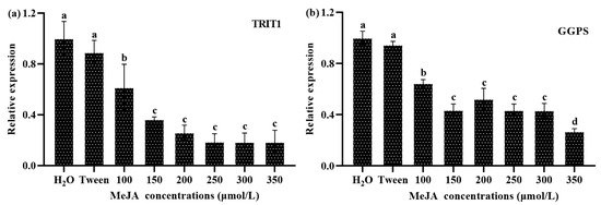 New Insights into Methyl Jasmonate Regulation of Triterpenoid ...