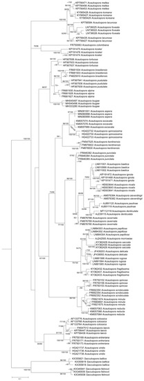 Phylogenetic Review of Acaulospora (Diversisporales, Glomeromycota) and ...