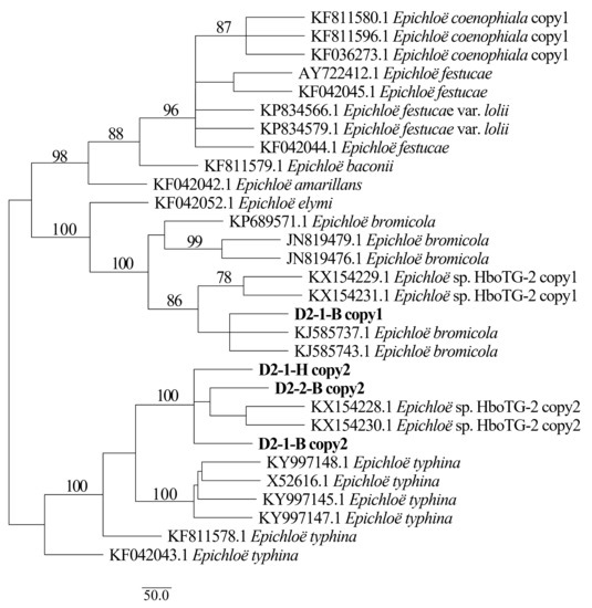Identification of Three Epichloë Endophytes from Hordeum bogdanii ...
