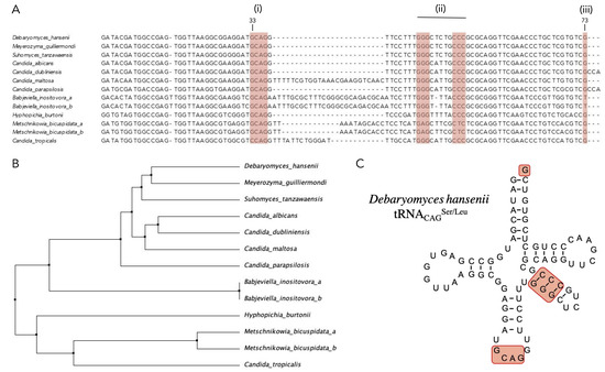JoF | Free Full-Text | Alternative CUG Codon Usage in the Halotolerant ...