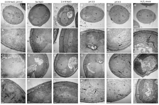 JoF | Free Full-Text | Alternative CUG Codon Usage in the Halotolerant ...