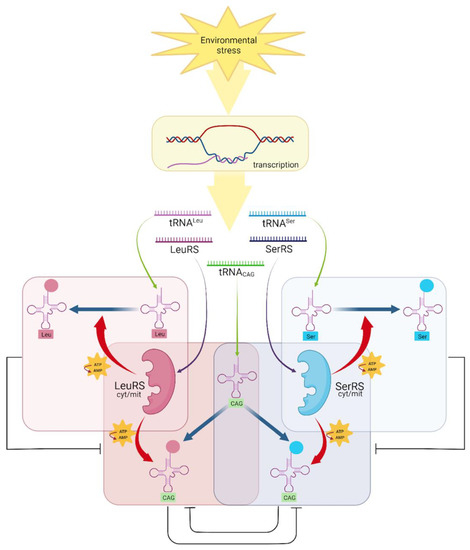 JoF | Free Full-Text | Alternative CUG Codon Usage in the Halotolerant ...