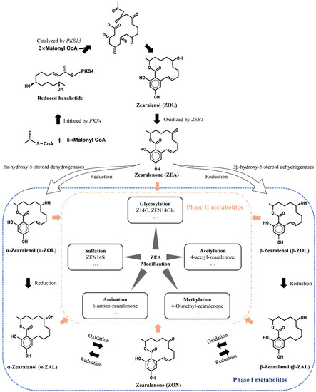 Zearalenone and Its Masked Forms in Cereals and Cereal-Derived Products ...