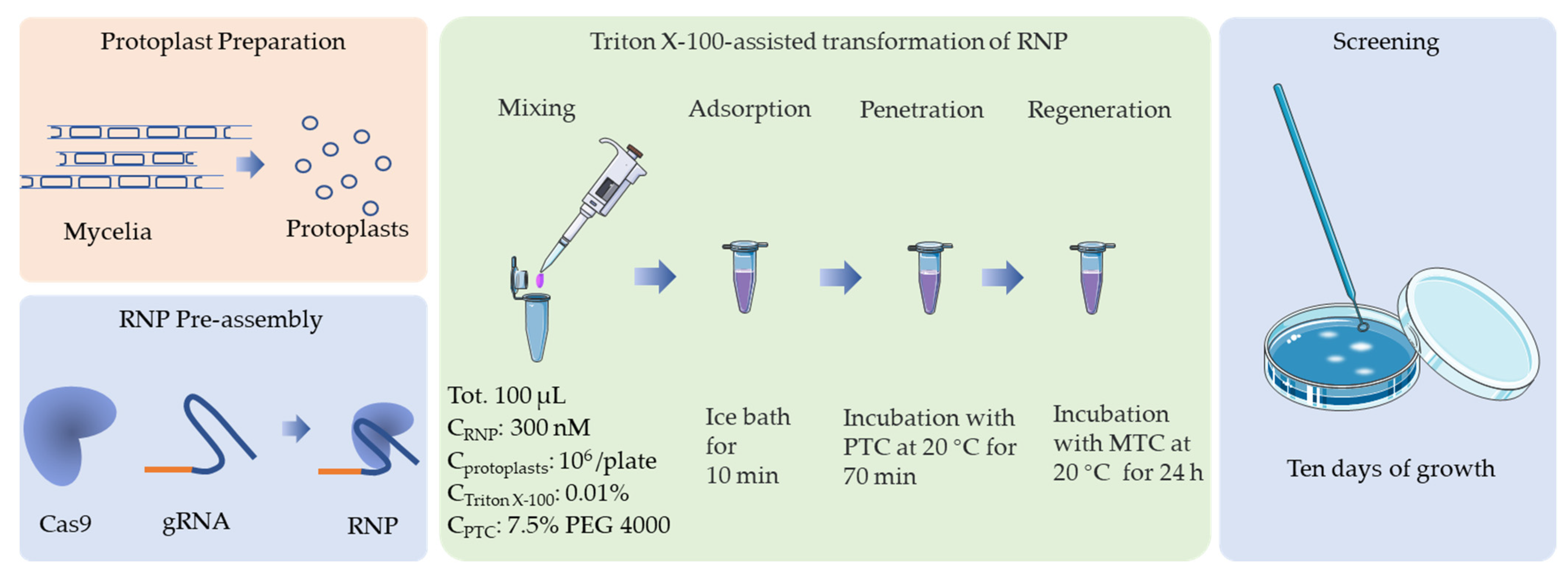 A Simple and Efficient CRISPR/Cas9 System Using a Ribonucleoprotein ...