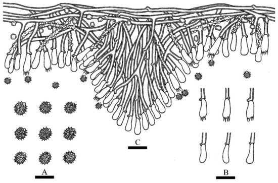 A Molecular Systematics and Taxonomy Research on Trechispora ...