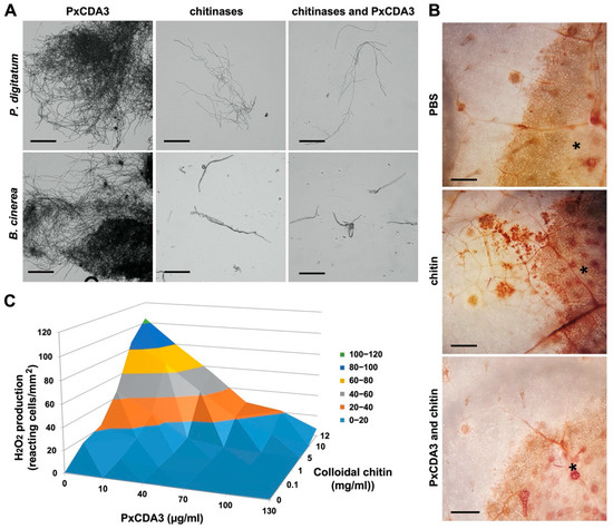Suppression of Chitin-Triggered Immunity by a New Fungal Chitin-Binding ...