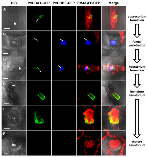 Suppression of Chitin-Triggered Immunity by a New Fungal Chitin-Binding ...