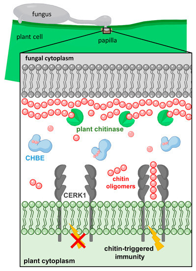 JoF | Free Full-Text | Suppression of Chitin-Triggered Immunity by a ...