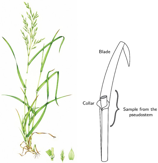 A First Draft of the Core Fungal Microbiome of Schedonorus arundinaceus ...
