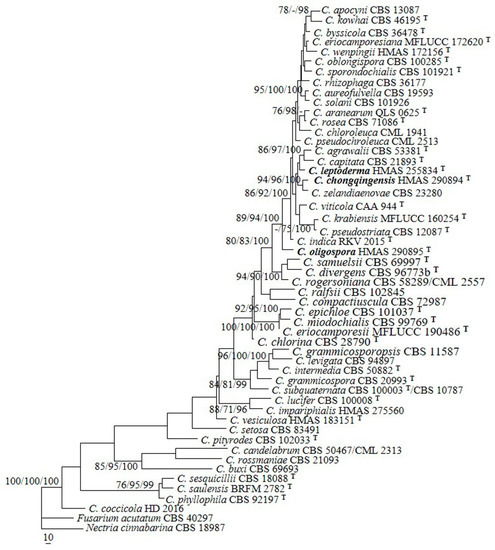 Three New Species of Clonostachys (Hypocreales, Ascomycota) from China