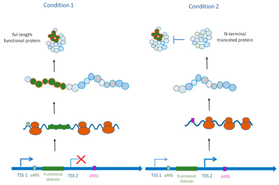 Alternative Transcription Start Site Usage and Functional Implications ...