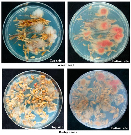 A Novel Medium for Isolating Two Japanese Species in the Fusarium ...
