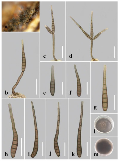 Polyphasic Identification of Distoseptispora with Six New Species from ...