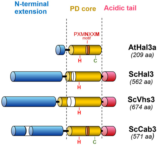 Fungal Hal3 (and Its Close Relative Cab3) as Moonlighting Proteins