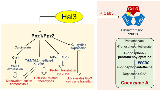 Fungal Hal3 (and Its Close Relative Cab3) as Moonlighting Proteins