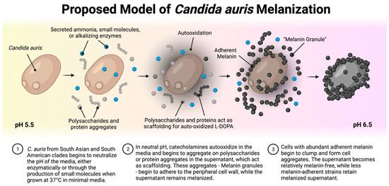 Melanization of Candida auris Is Associated with Alteration of ...