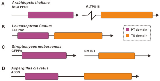 Research Progress on Fungal Sesterterpenoids Biosynthesis