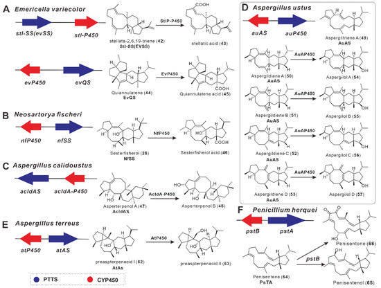 Research Progress on Fungal Sesterterpenoids Biosynthesis