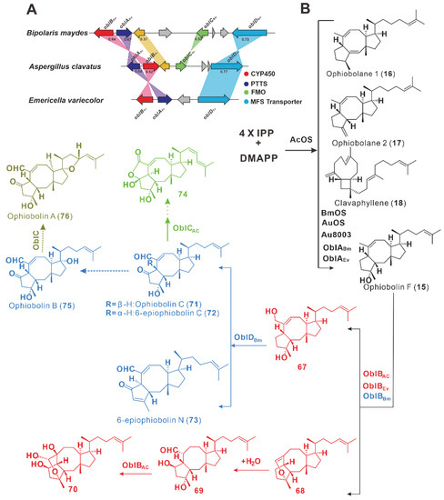 Research Progress on Fungal Sesterterpenoids Biosynthesis