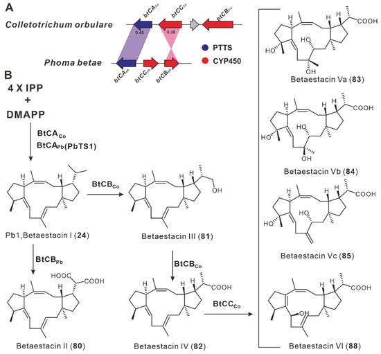 Research Progress on Fungal Sesterterpenoids Biosynthesis