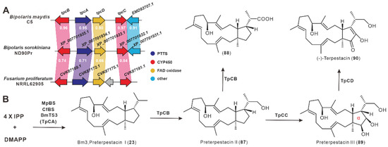 Research Progress on Fungal Sesterterpenoids Biosynthesis