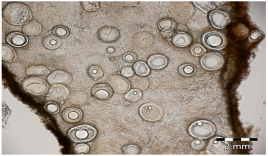 Management of Plant Beneficial Fungal Endophytes to Improve the ...