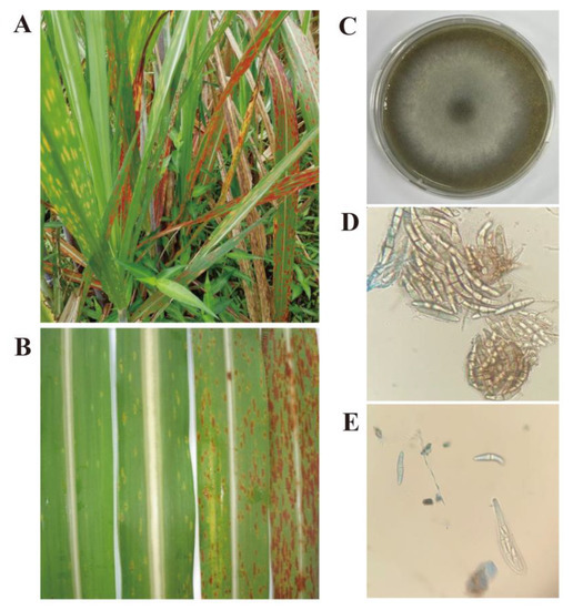 The First Telomere-to-Telomere Chromosome-Level Genome Assembly of ...