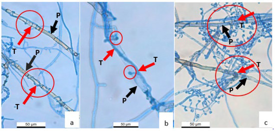 Assessing the Various Antagonistic Mechanisms of Trichoderma Strains ...