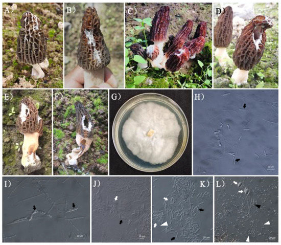 Epidemic Identification of Fungal Diseases in Morchella Cultivation ...