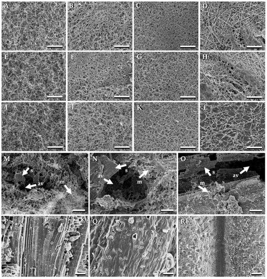 Mechanical, Physical, and Chemical Properties of Mycelium-Based ...