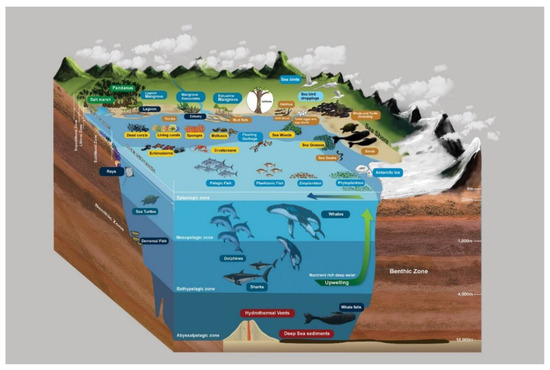 Ecological and Oceanographic Perspectives in Future Marine Fungal Taxonomy