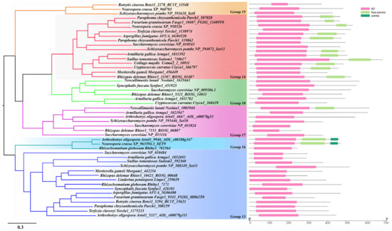 Phylogenomic and Evolutionary Analyses Reveal Diversifications of SET ...