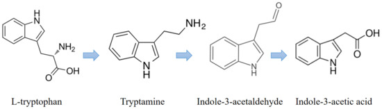 Clonostachys rosea Promotes Root Growth in Tomato by Secreting Auxin ...