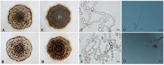 Morphological and Molecular Identification of Peach Brown Rot Disease ...