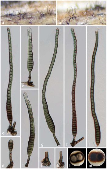 Multi-Gene Phylogenetic Analyses Revealed Five New Species and Two New ...