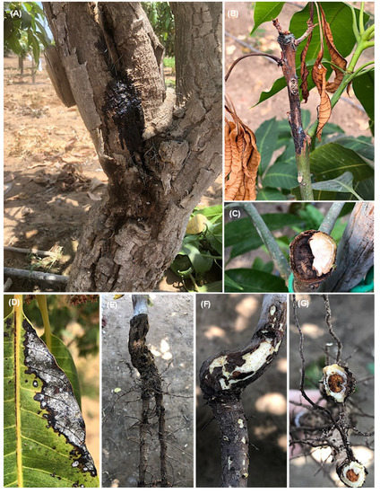 Diversity among Lasiodiplodia Species Causing Dieback, Root Rot and ...