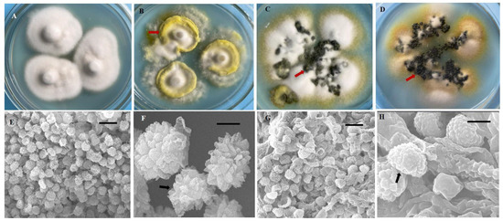JoF | Free Full-Text | Diversity Analysis of the Rice False Smut ...
