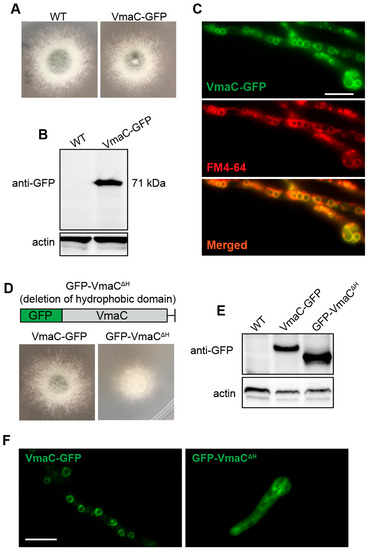 Subunit C of V-ATPase-VmaC Is Required for Hyphal Growth and ...