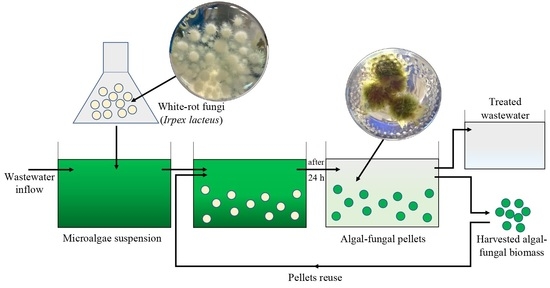 JoF | Free Full-Text | Microalgae Harvesting after Tertiary Wastewater Treatment with White-Rot ...