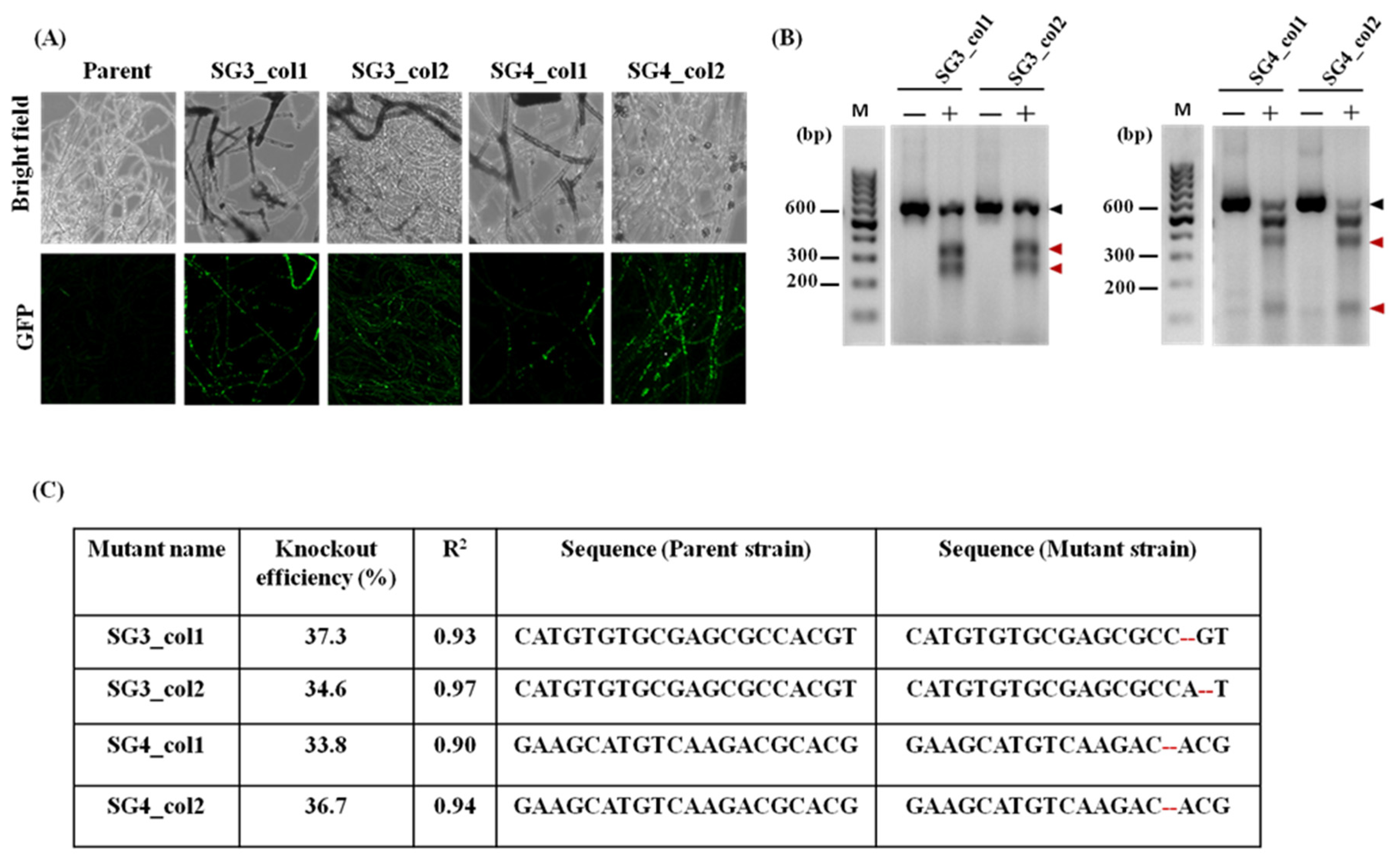 A Dual-Plasmid-Based CRISPR/Cas9-Mediated Strategy Enables Targeted Editing of pH Regulatory ...