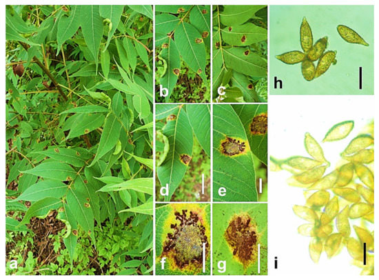 A Comprehensive Account of the Rust Genus Skierka (Skierkaceae)