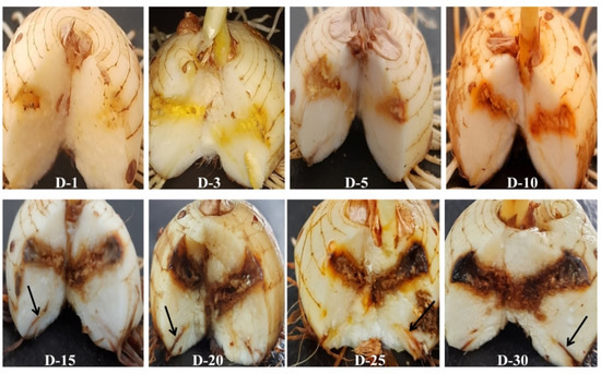 Invasion and Colonization of Pathogenic Fusarium oxysporum R1 in Crocus ...
